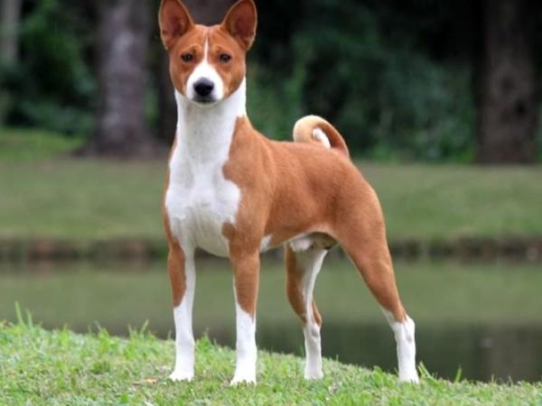Basenji, plemena psů od A do Z - Beez.cz